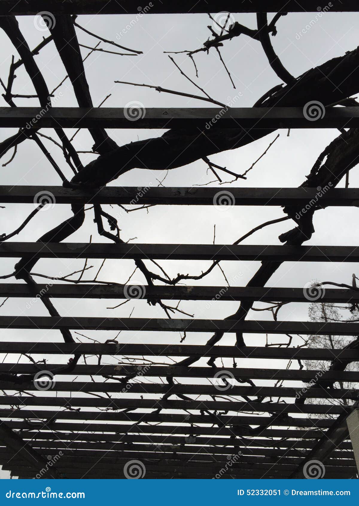 Crawling vine stock image. Image of crawling, vine, park - 52332051