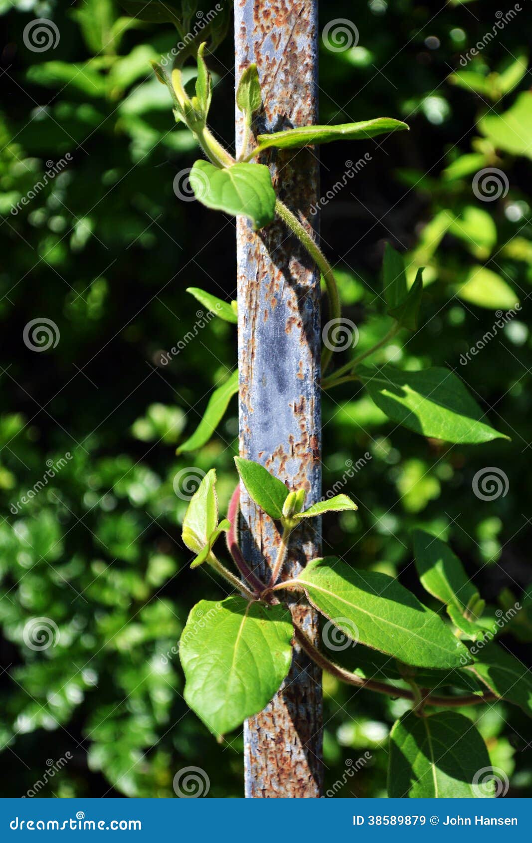 Crawling vine stock image. Image of iron, plants, leaves - 38589879