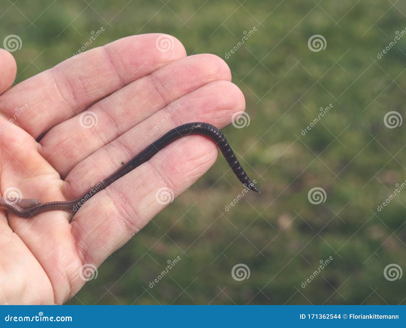 Crawling Worm in Gardeners Hand Stock Photo - Image of agriculture ...