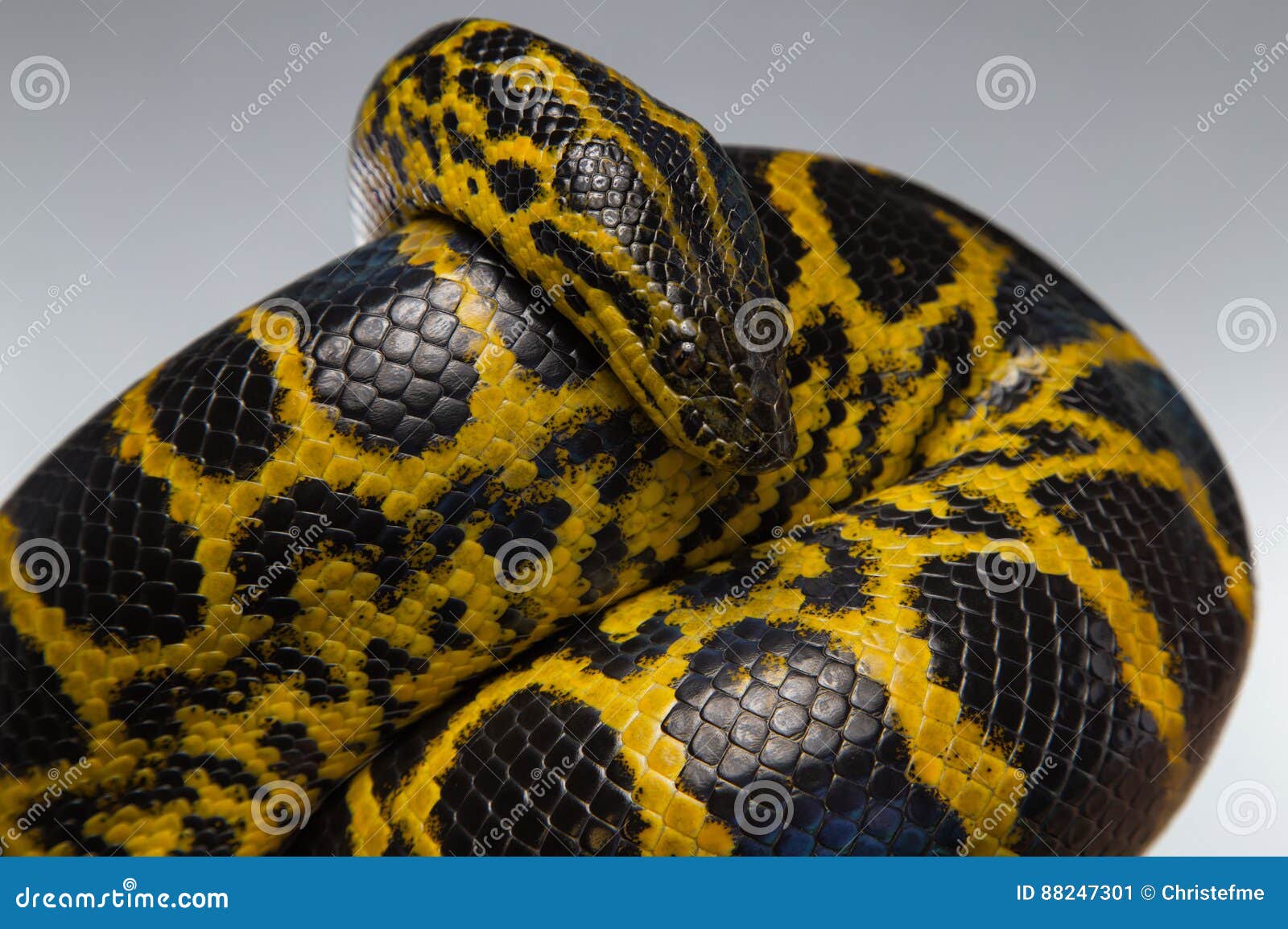 Black Anaconda Snake