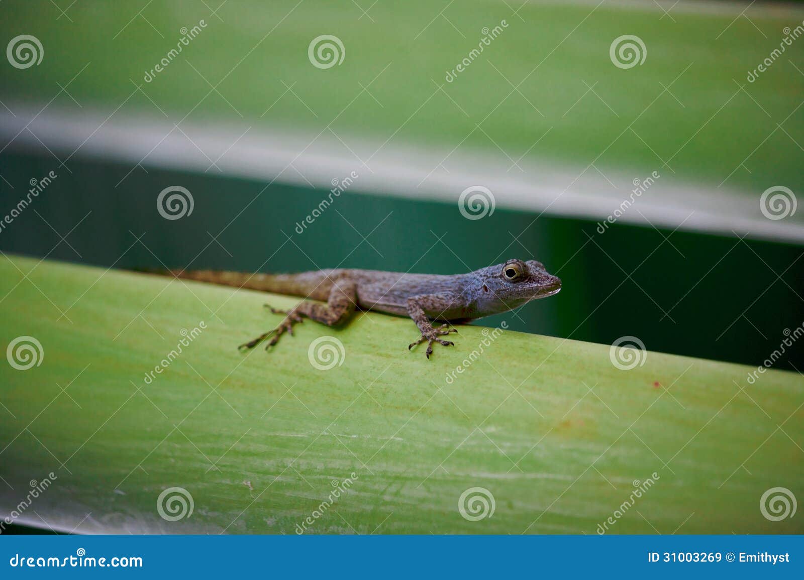 Crawly Critter stock image. Image of hiding, cold, gecko - 31003269
