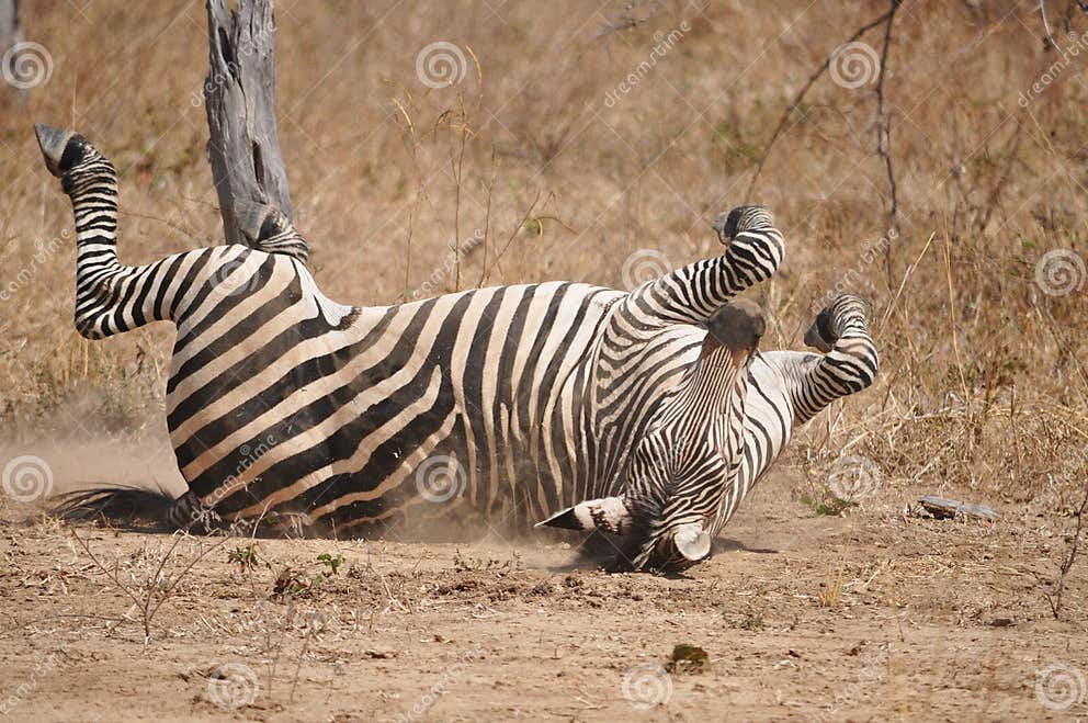 Crawshay S Zebra Dust Bathing Stock Photo - Image of africa, african ...