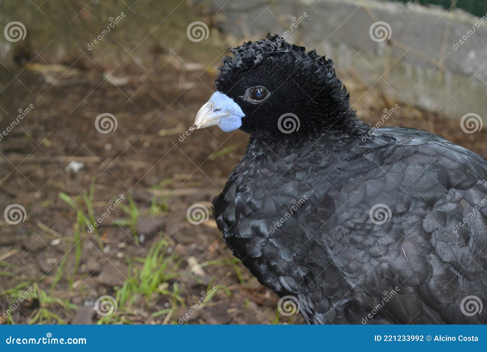 Crax Alberti Blue-beaked Curassow Profile Stock Photo - Image of ...