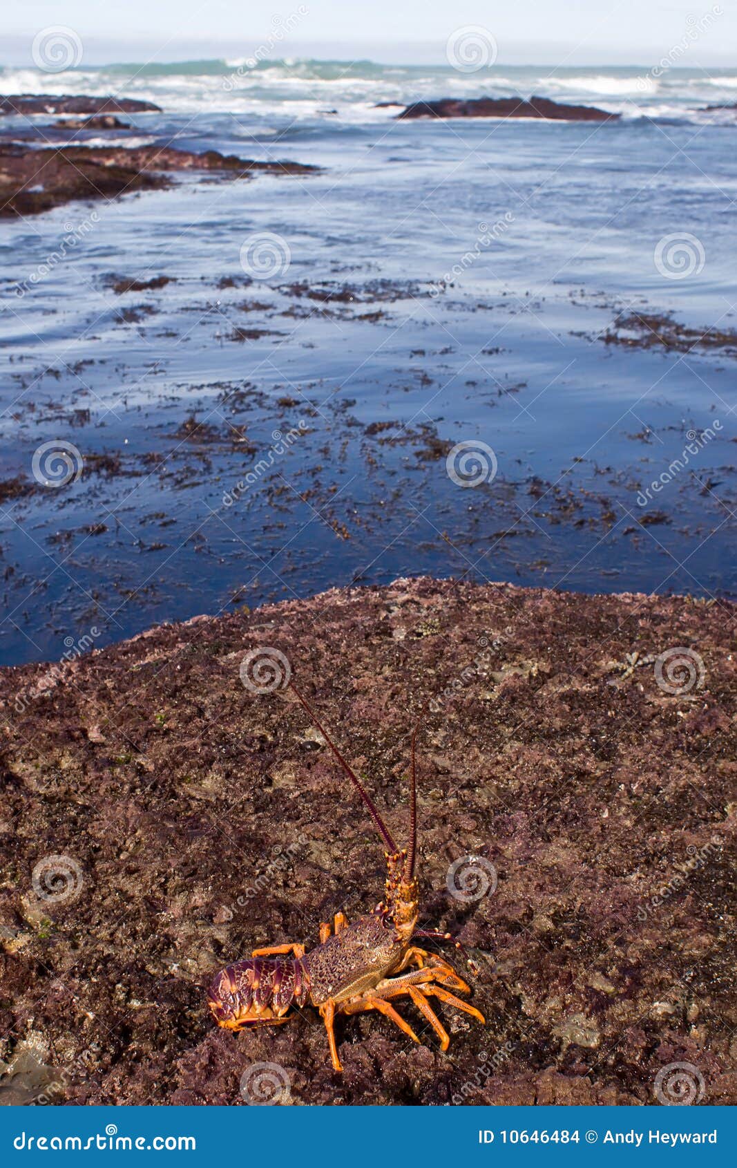 Crayfish 03 stock photo. Image of outdoors, pool, crawfish - 10646484