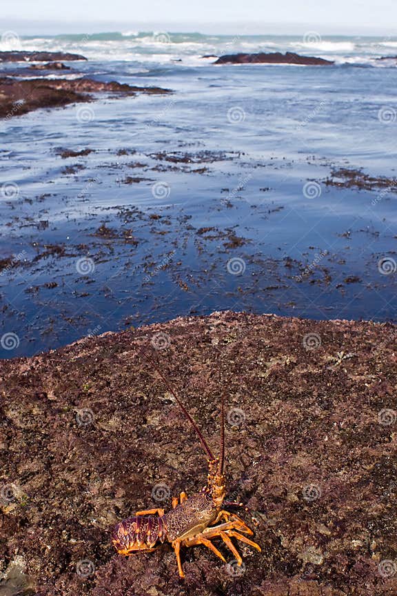 Crayfish 03 stock photo. Image of outdoors, pool, crawfish - 10646484