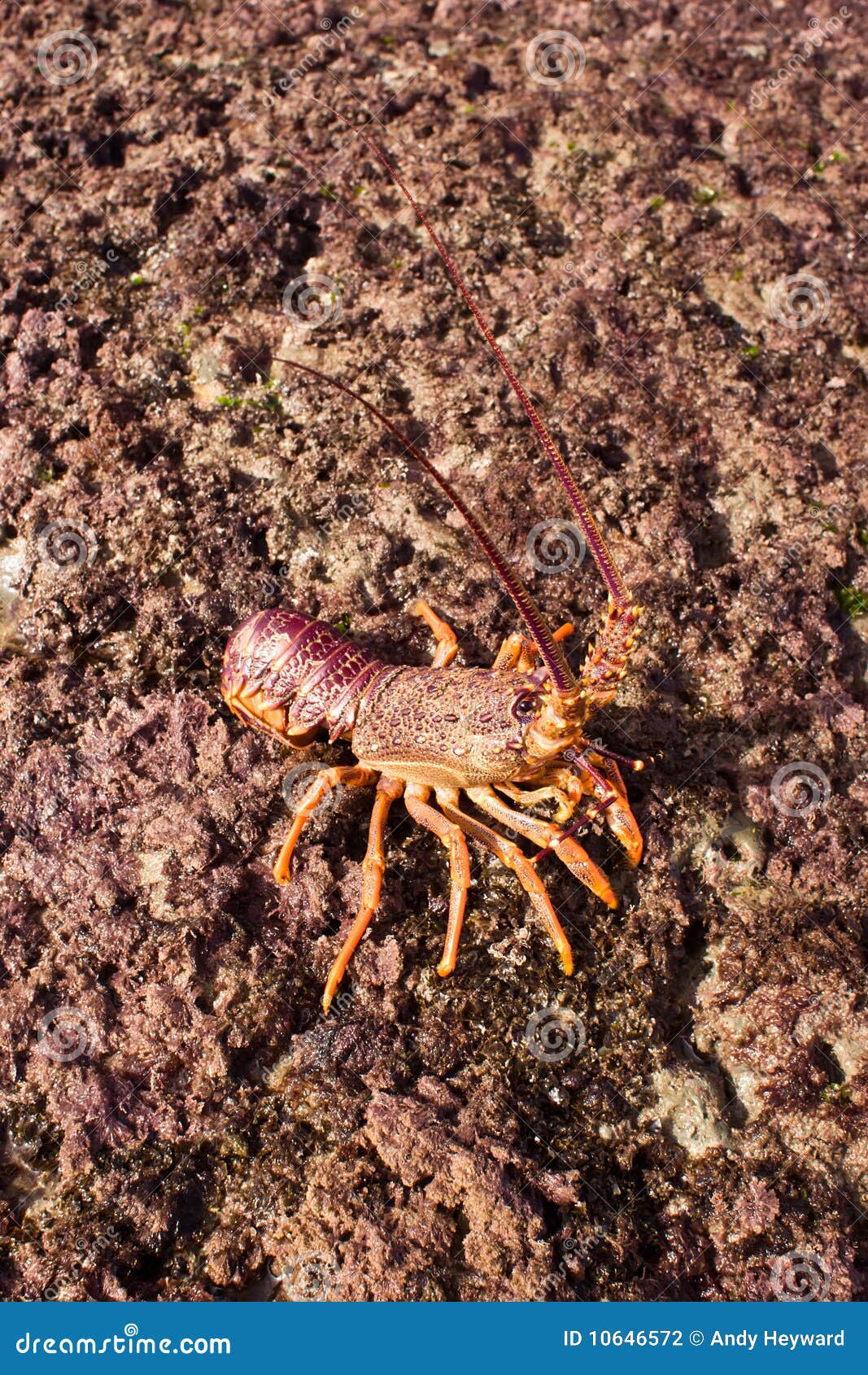 Crayfish 04 stock photo. Image of aotearoa, beauty, ocean - 10646572