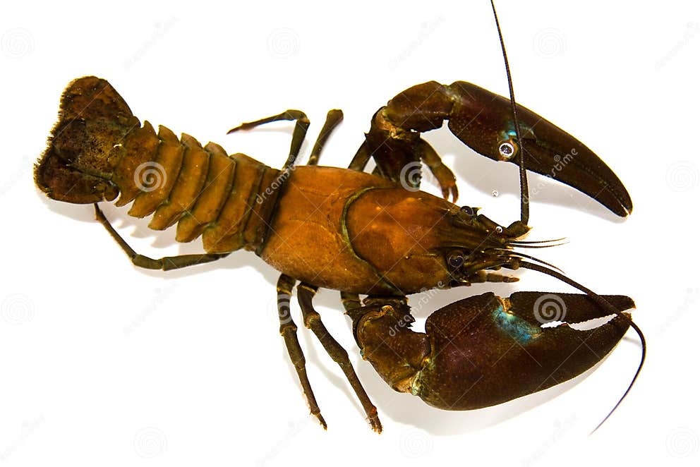 Crayfish stock photo. Image of seafood, unboiled, leniusculus - 10641072