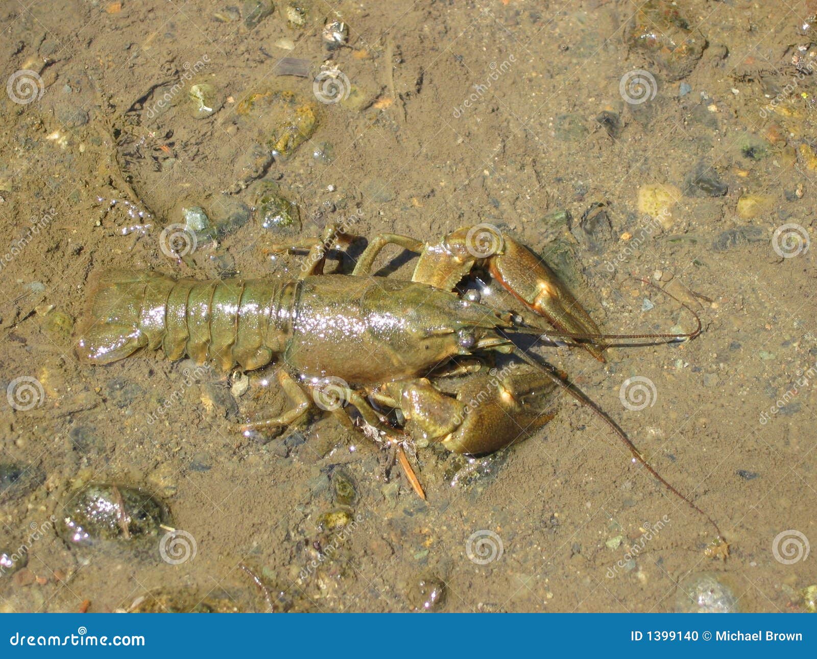 Crayfish stock photo. Image of claws, crustacean, crayfish - 1399140