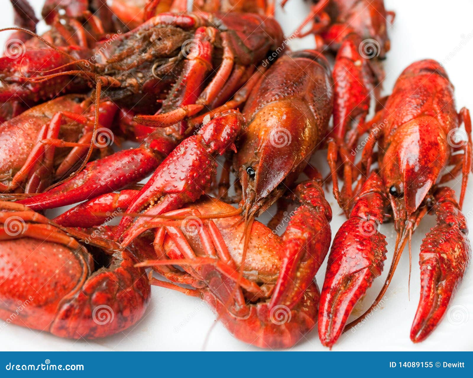 Crayfish stock image. Image of craw, animal, mudbug, crawfish - 14089155