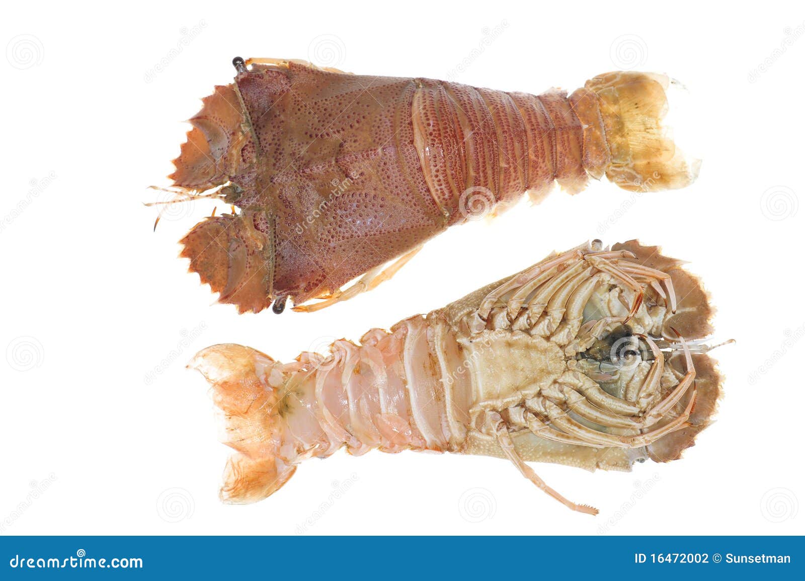 Crayfish stock photo. Image of crayfish, legs, crustacean - 16472002