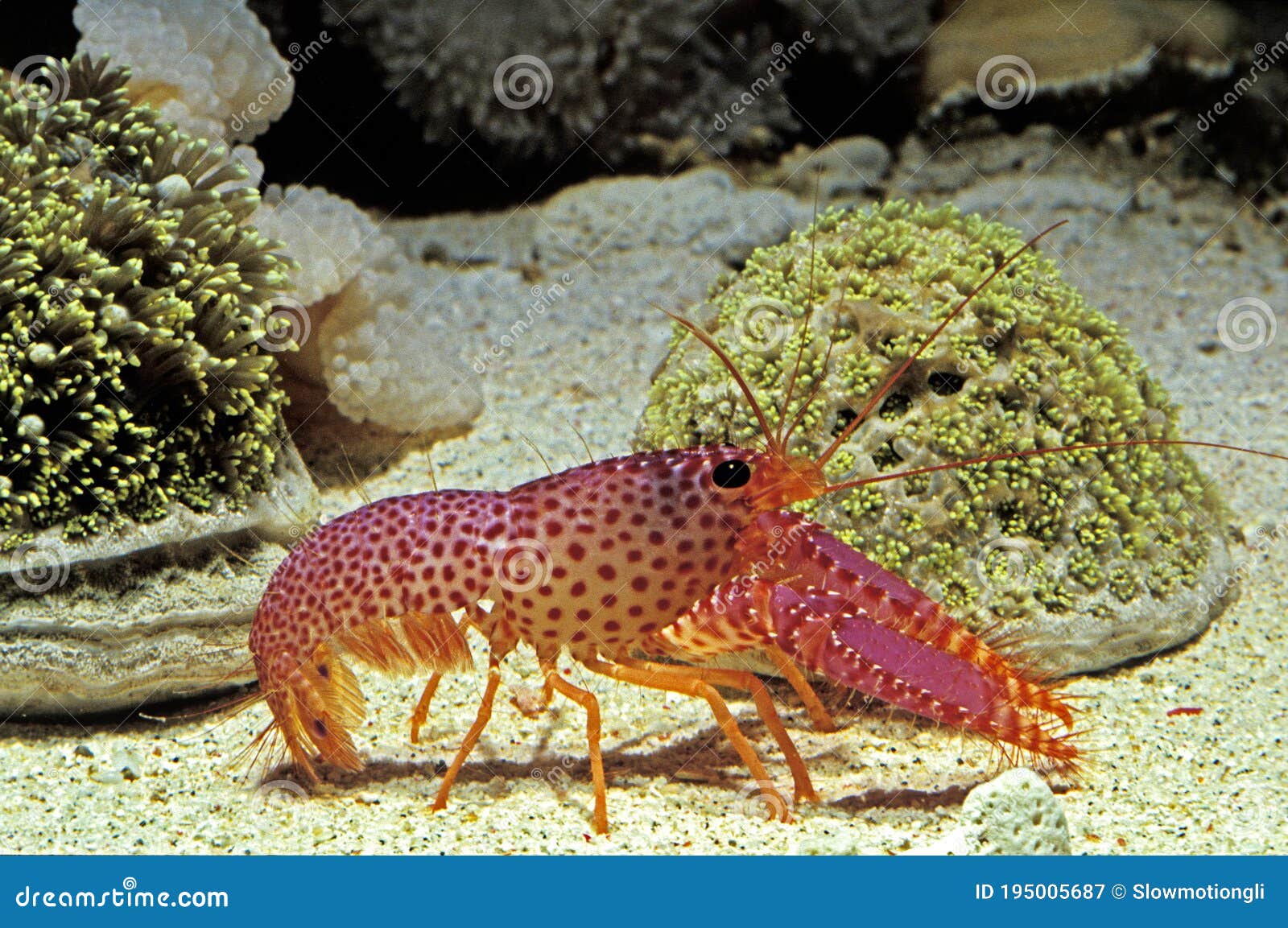 CRAYFISH stock image. Image of view, adult, wildlife - 195005687