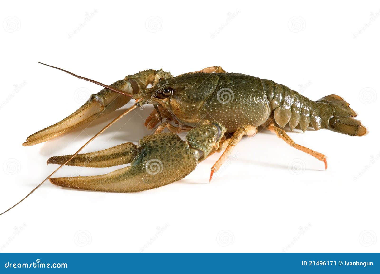 Crayfish stock image. Image of arthropods, narrow, aggressive - 21496171