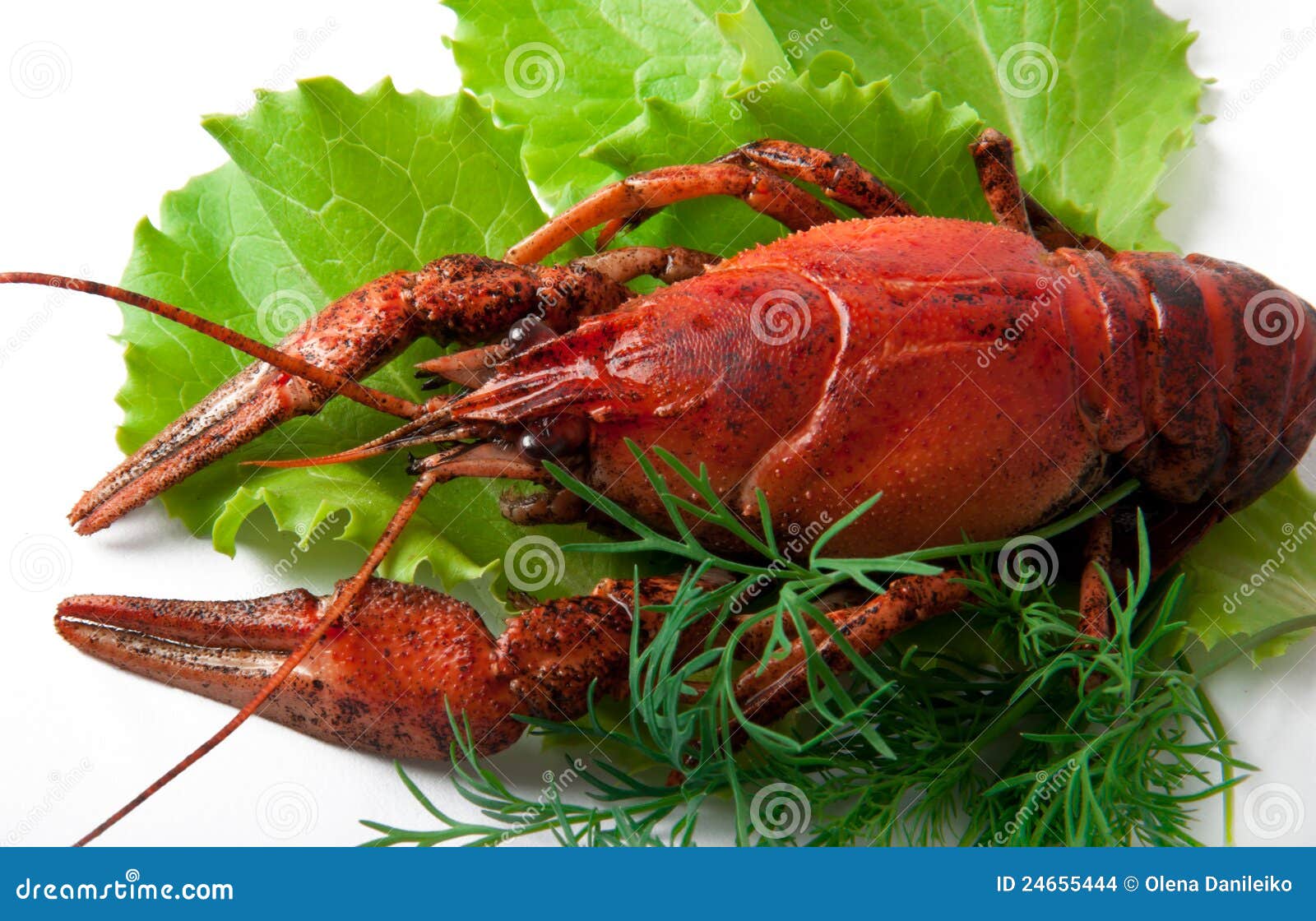 Crayfish stock photo. Image of prepared, delicatessen - 24655444