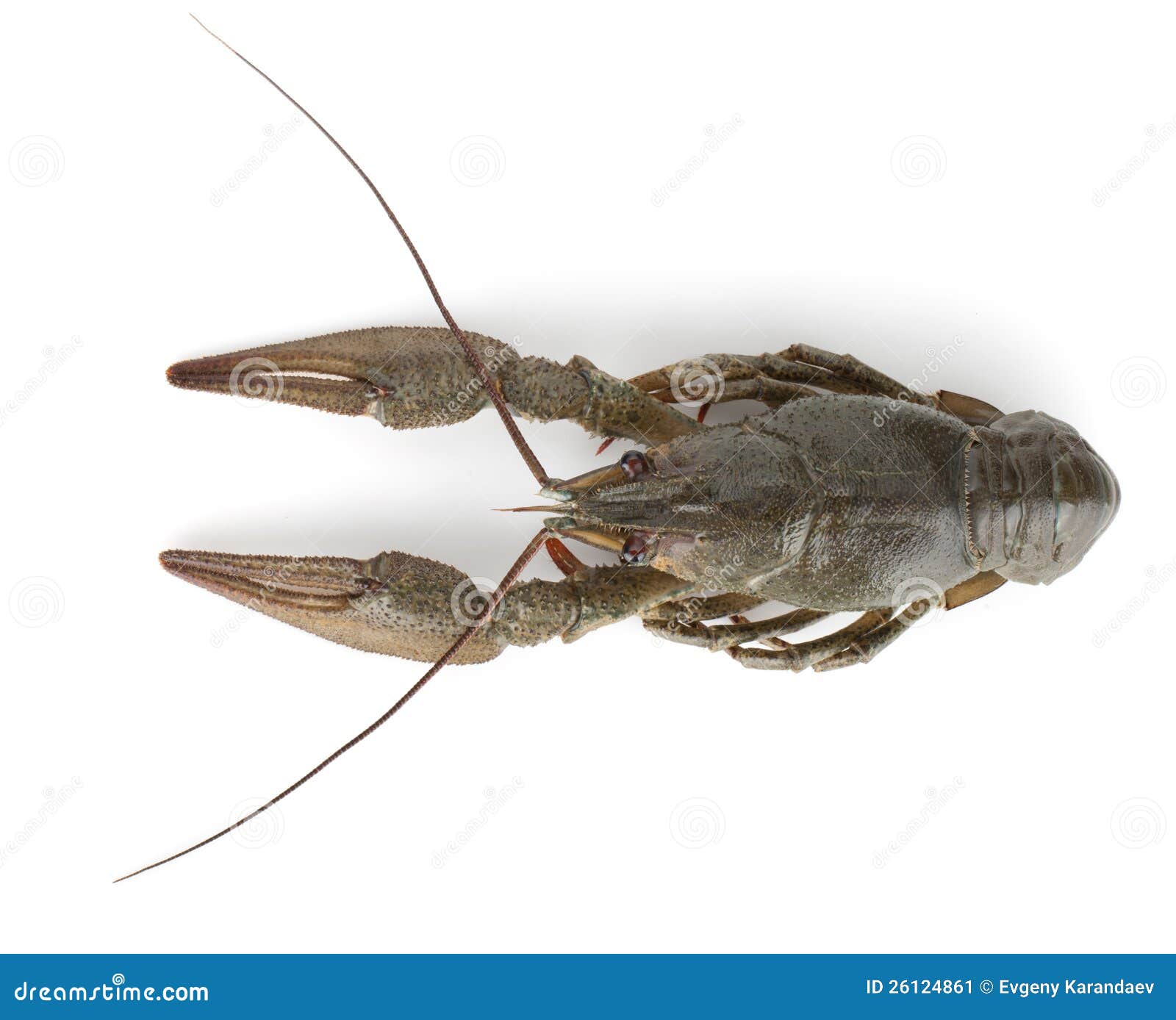 Crayfish stock image. Image of freshwater, green, image - 26124861