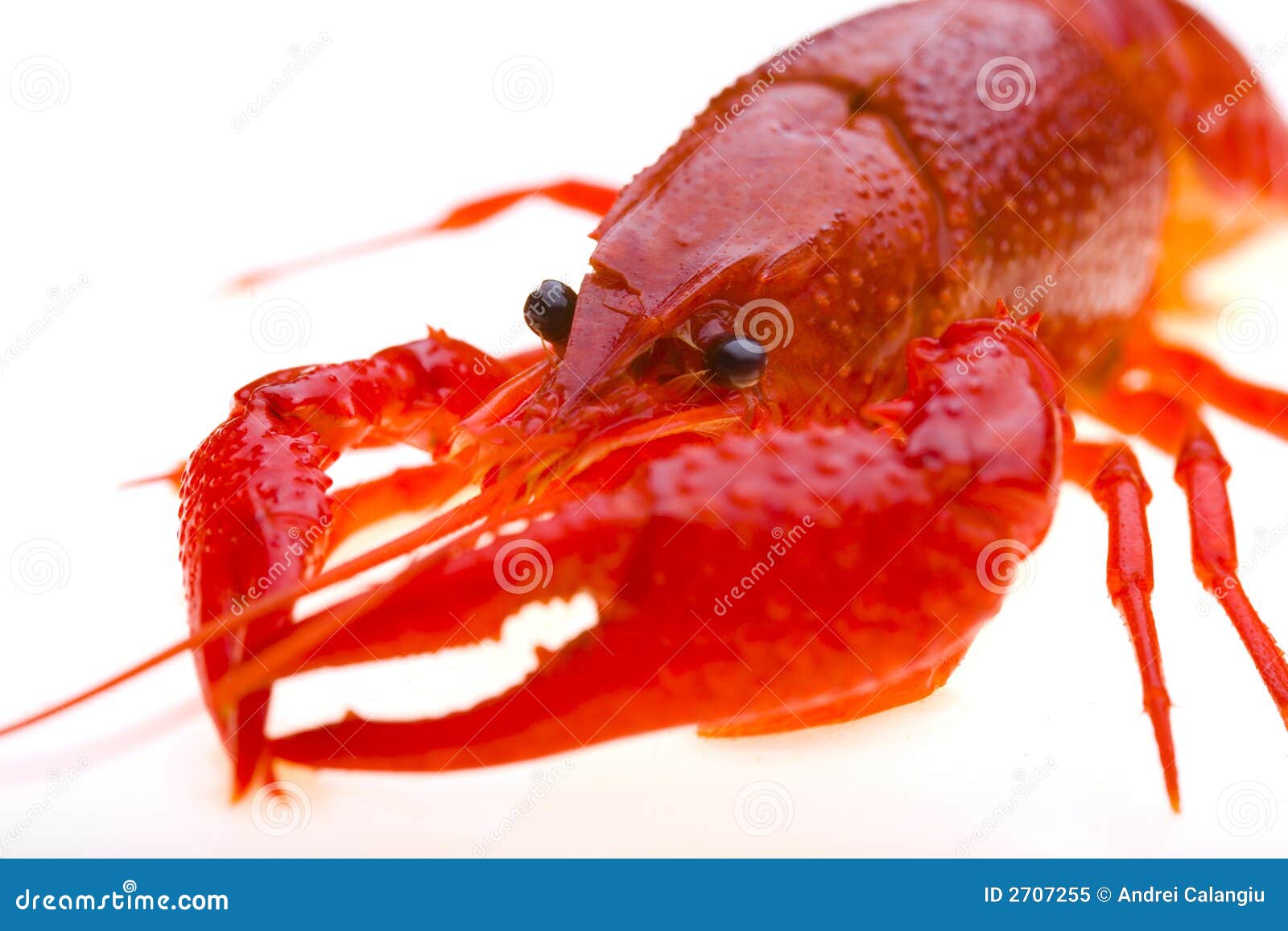 Crayfish stock image. Image of crayfish, delicatessen - 2707255