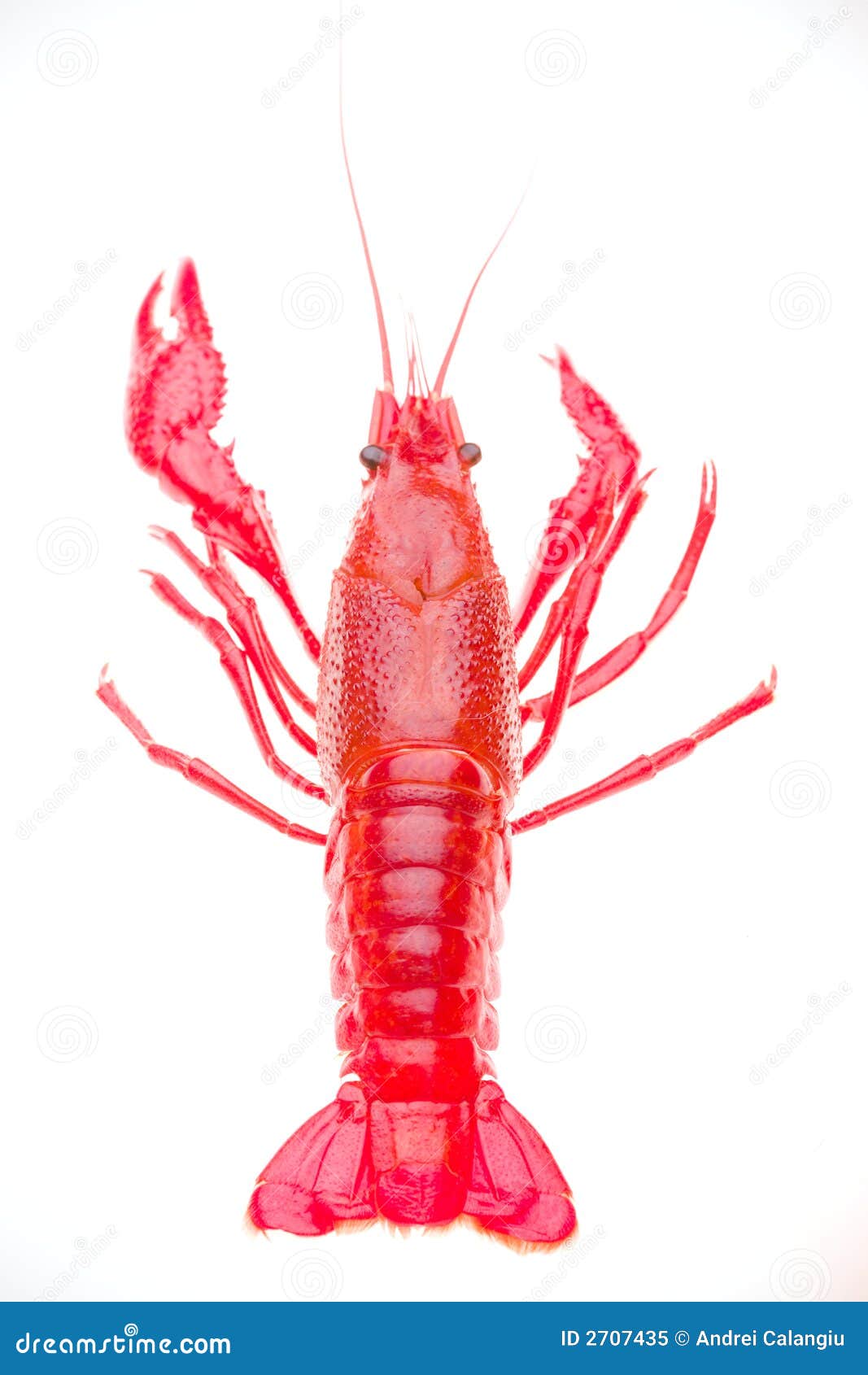 Crayfish stock image. Image of dish, crawfish, cuisine - 2707435