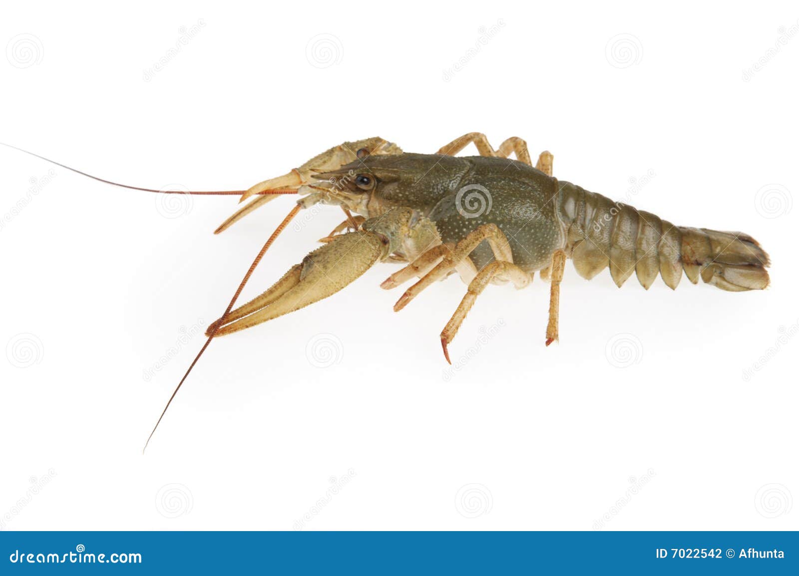 The crayfish stock photo. Image of animal, east, shrimp - 7022542
