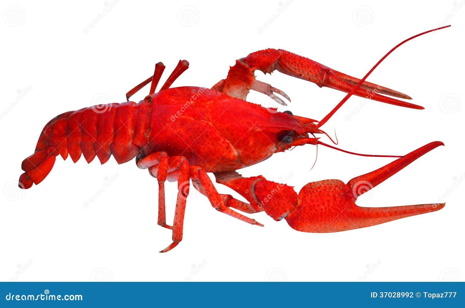 Crayfish animals stock photo. Image of claw, antenna - 37028992