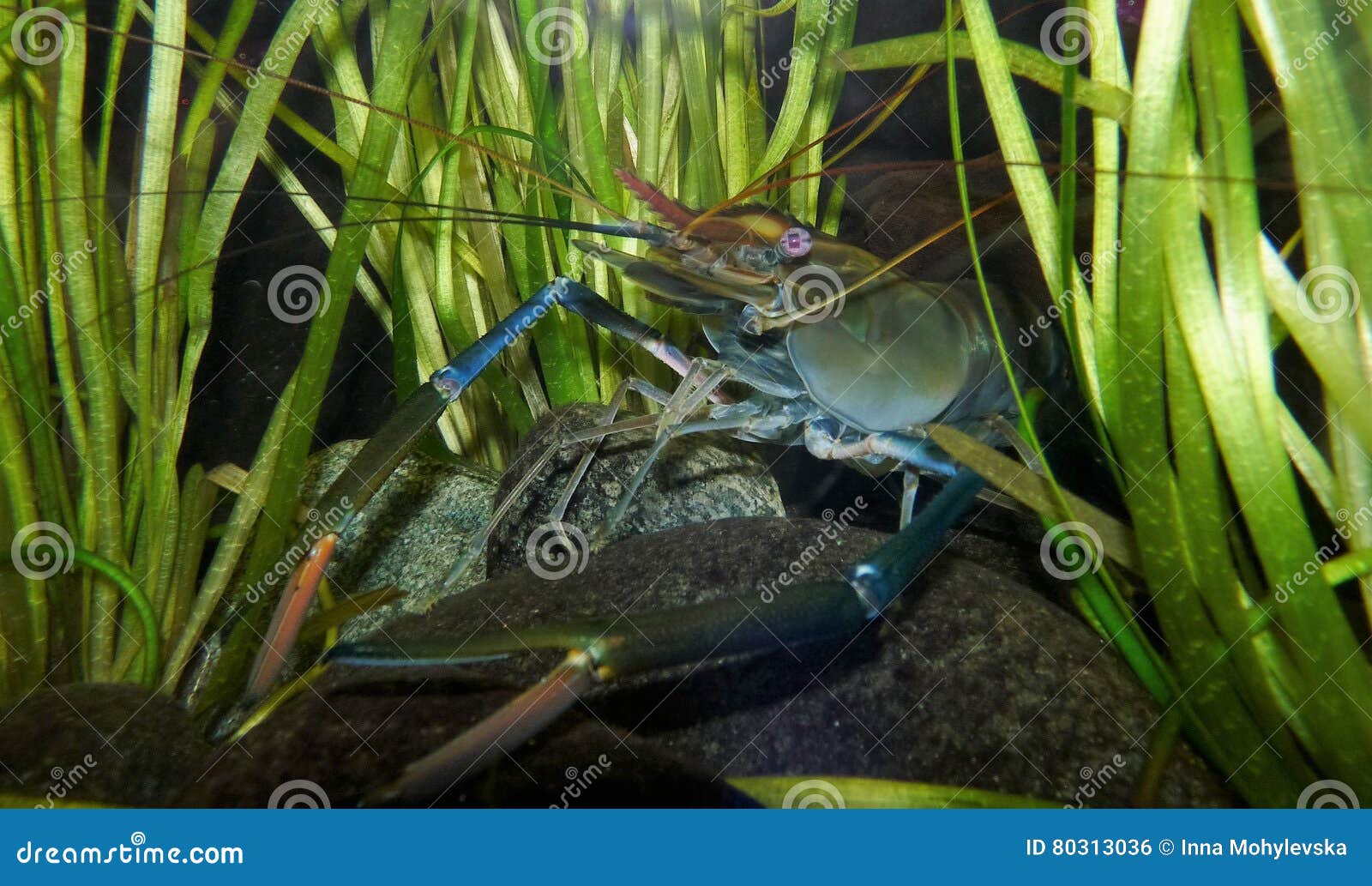 Crayfish stock photo. Image of grey, green, life, crayfish - 80313036