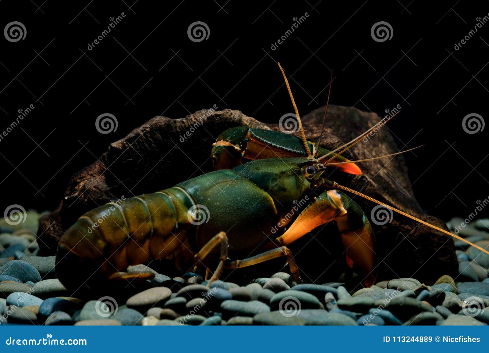 Crayfish In Aquarium On Market. Exotic Crayfish Swimming Amidst Seaweed ...