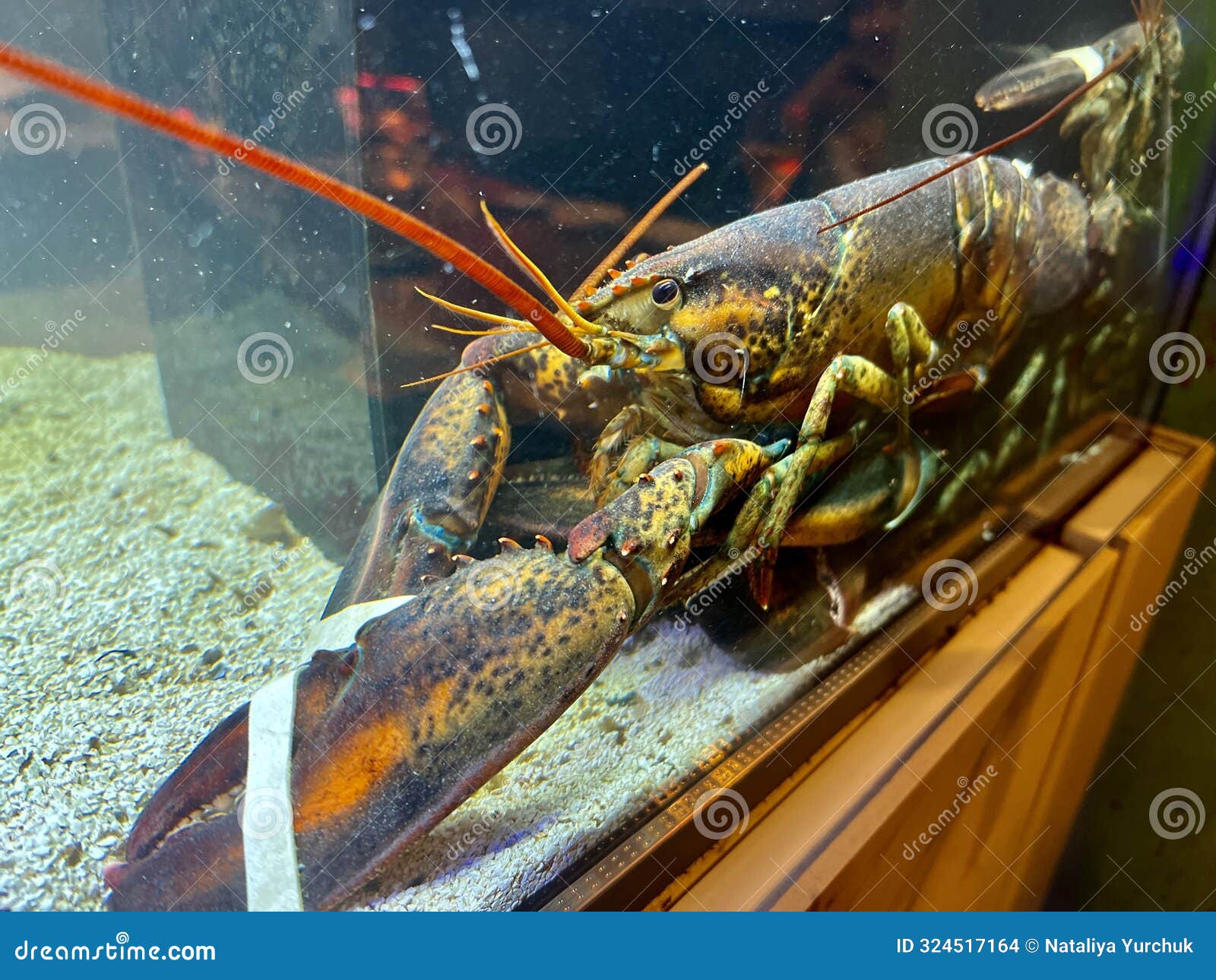 Crayfish in the Aquarium. Close-up Stock Photo - Image of fish, claw ...