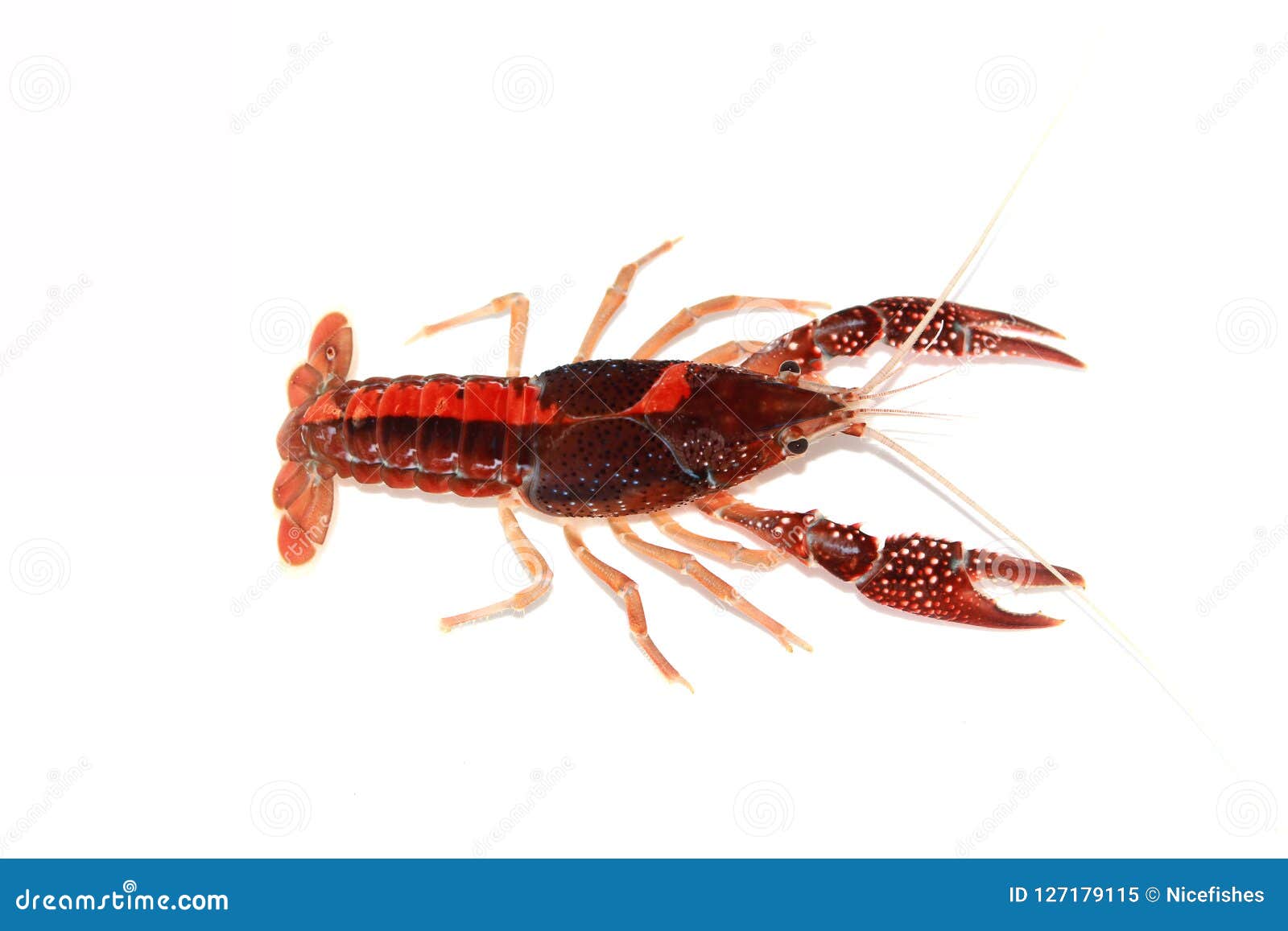 Crayfish in the aquarium stock image. Image of destructor - 127179115