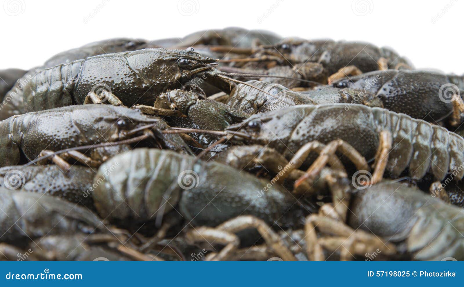 Crayfish as background stock image. Image of food, animal - 57198025