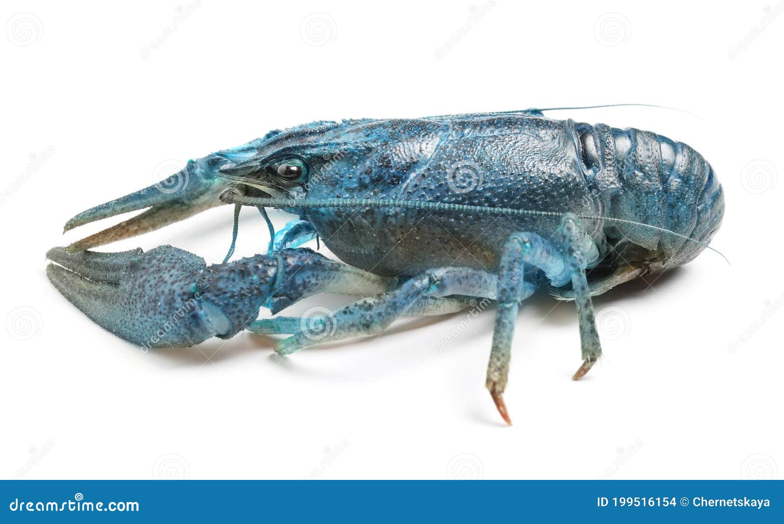 Crayfish Azul Ou Safiro Isolado Em Branco Foto de Stock - Imagem de ...