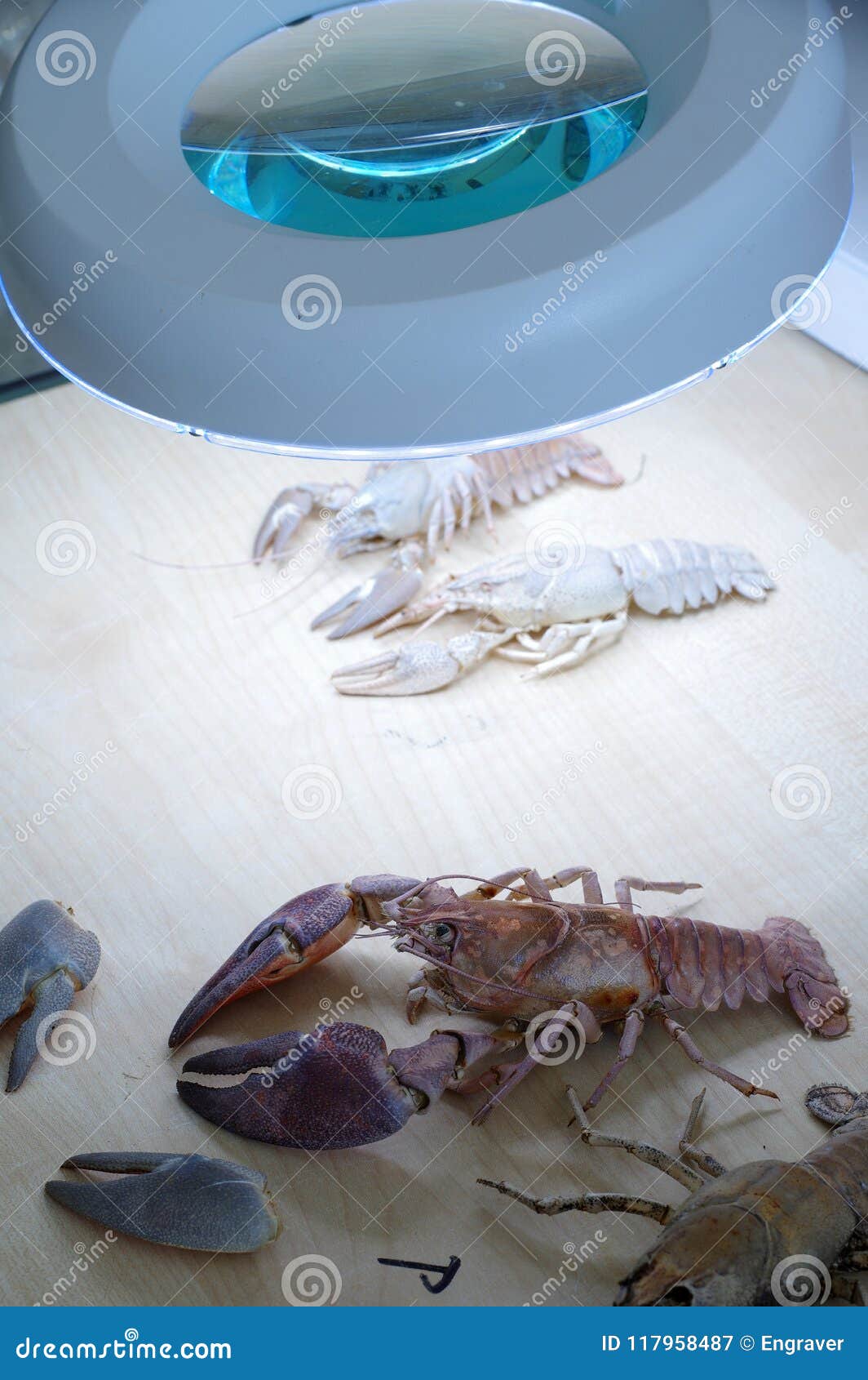 Crayfish Biology Education Objects Stock Image - Image of biological ...