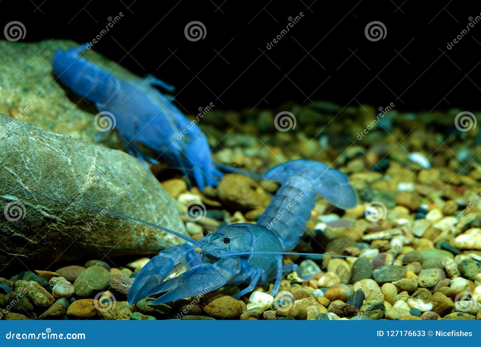 Crayfish Blue Crayfish Blue In The Aquarium Royalty-Free Stock ...