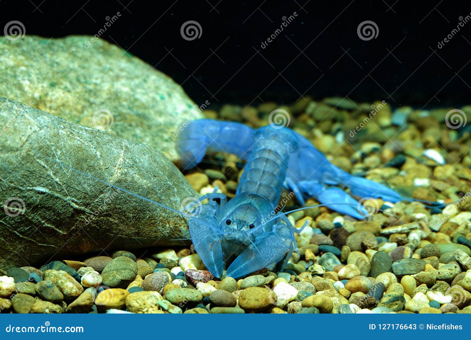 Crayfish Blue Crayfish Blue In The Aquarium Royalty-Free Stock ...