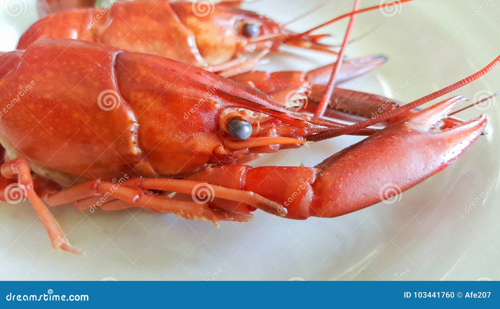 Crayfish boiled on plate stock photo. Image of delicious - 103441760