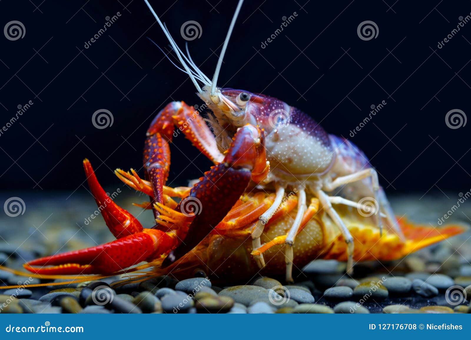 Crayfish Breeding in Aquarium Stock Photo - Image of australia, pond ...