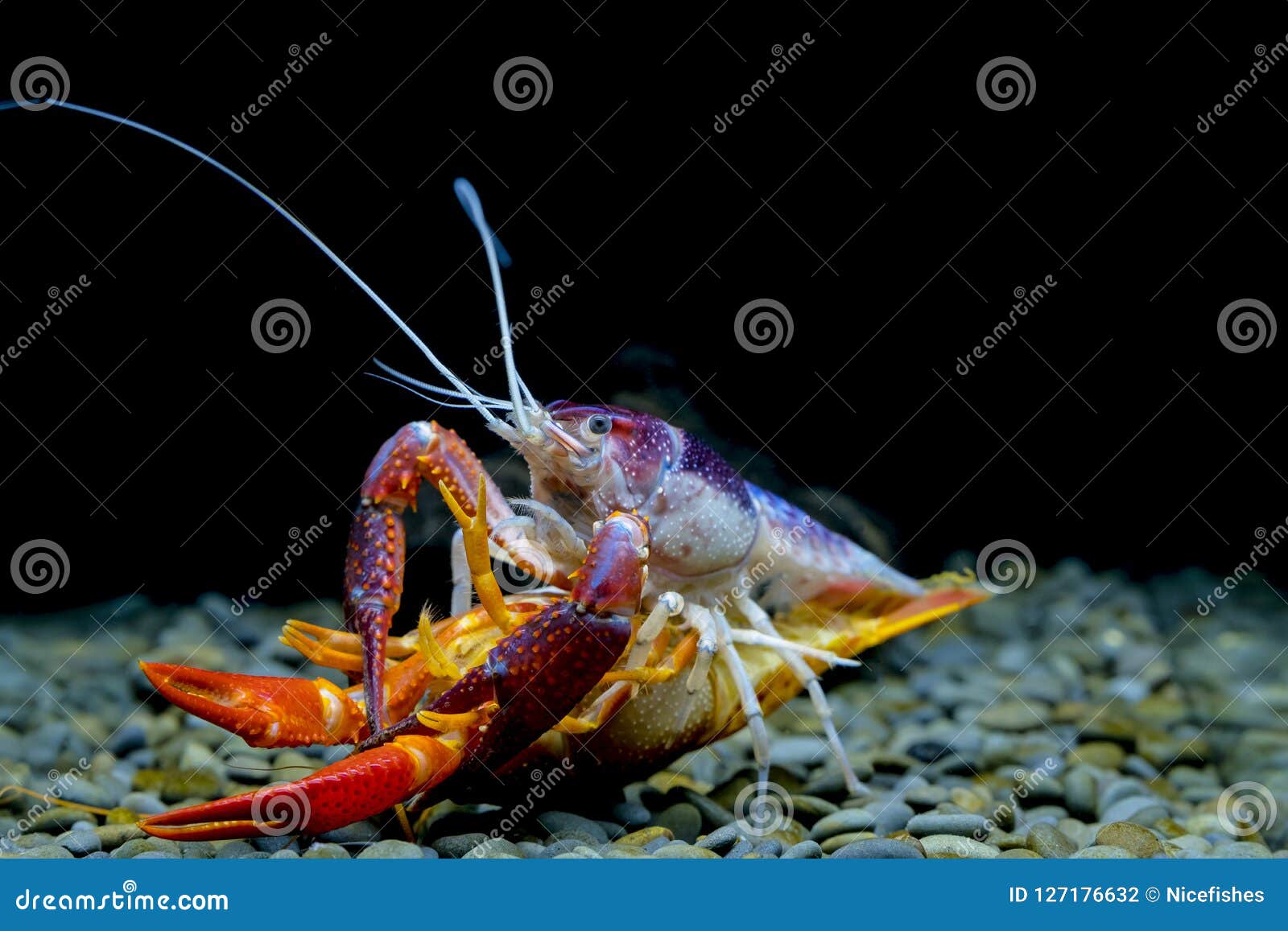 Crayfish Breeding stock photo. Image of orconectes, food - 127176632