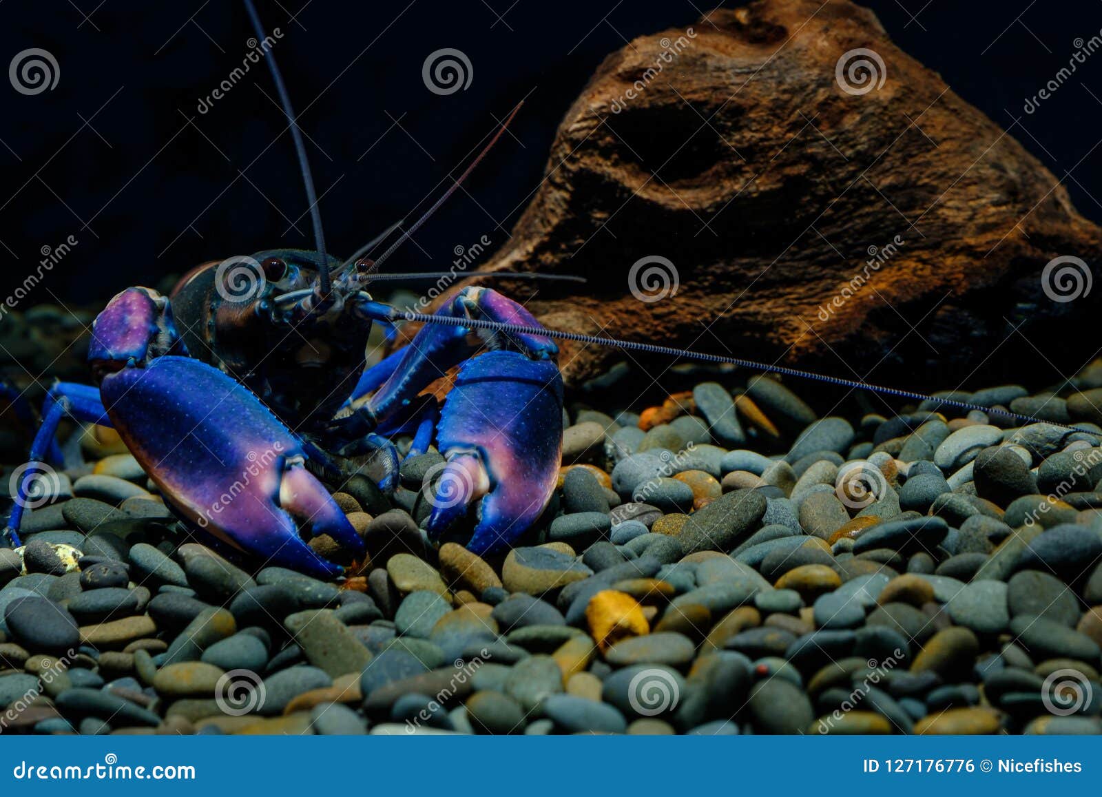 Crayfish Cherax in Aquarium Stock Photo - Image of fish, lifestyle ...