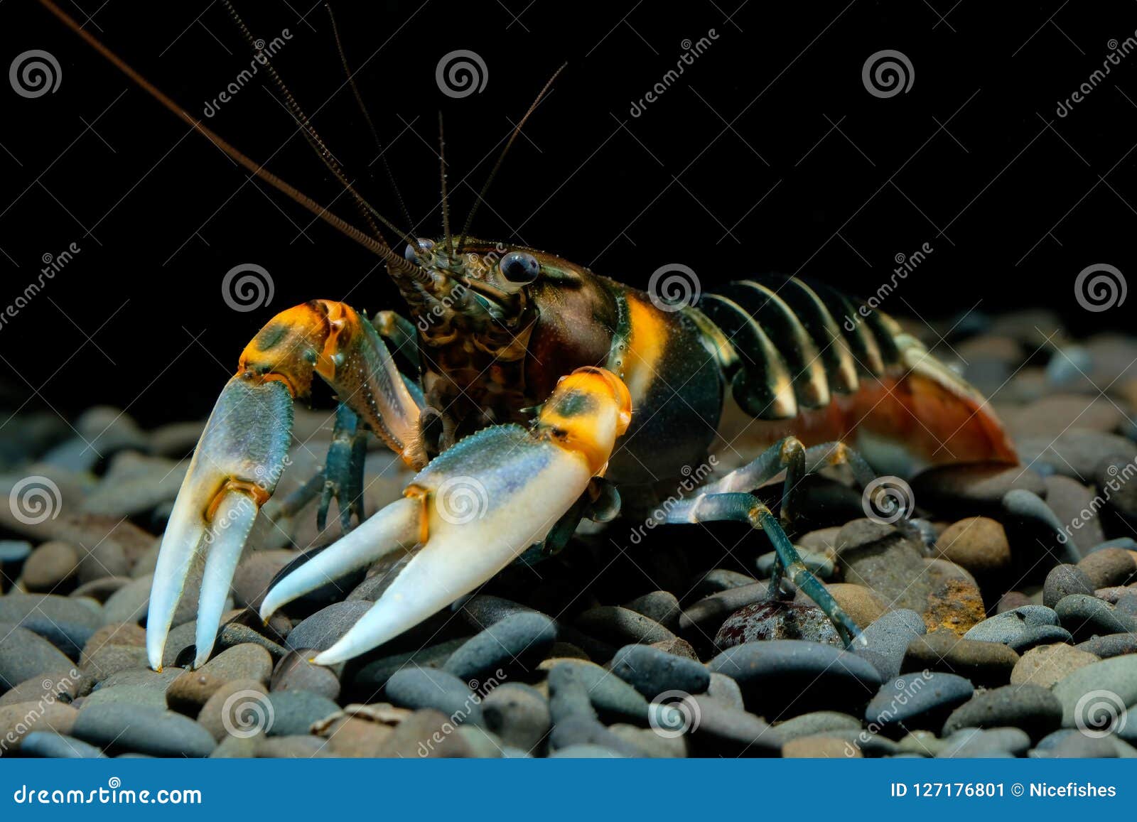 Crayfish Cherax in Aquarium Stock Image - Image of river, destructor ...