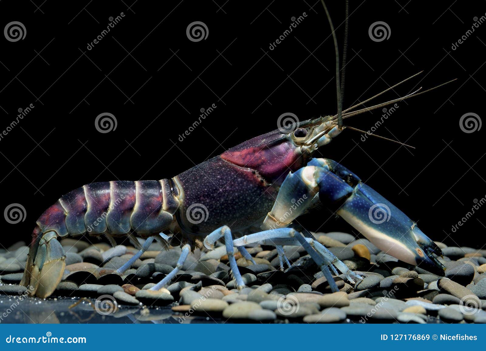 Crayfish Cherax in Aquarium Stock Image - Image of river, claw: 127176869