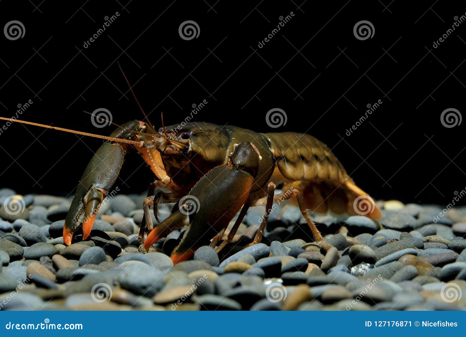 Crayfish Cherax in Aquarium Stock Image - Image of crayfish, fresh ...