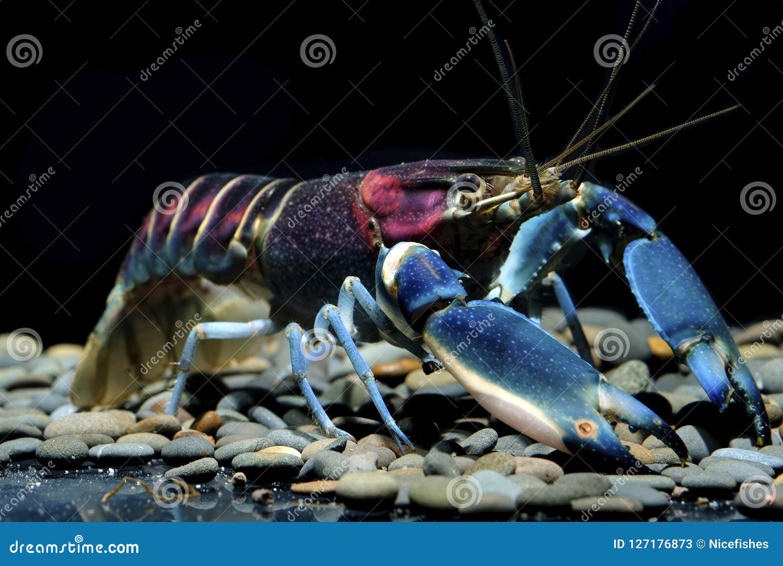 Crayfish Cherax in Aquarium Stock Image - Image of seafood, nature ...