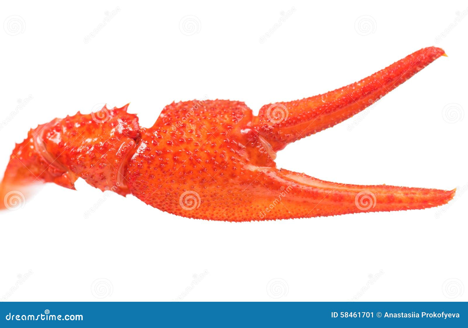 Crayfish claw stock image. Image of antenna, animal, cancers - 58461701