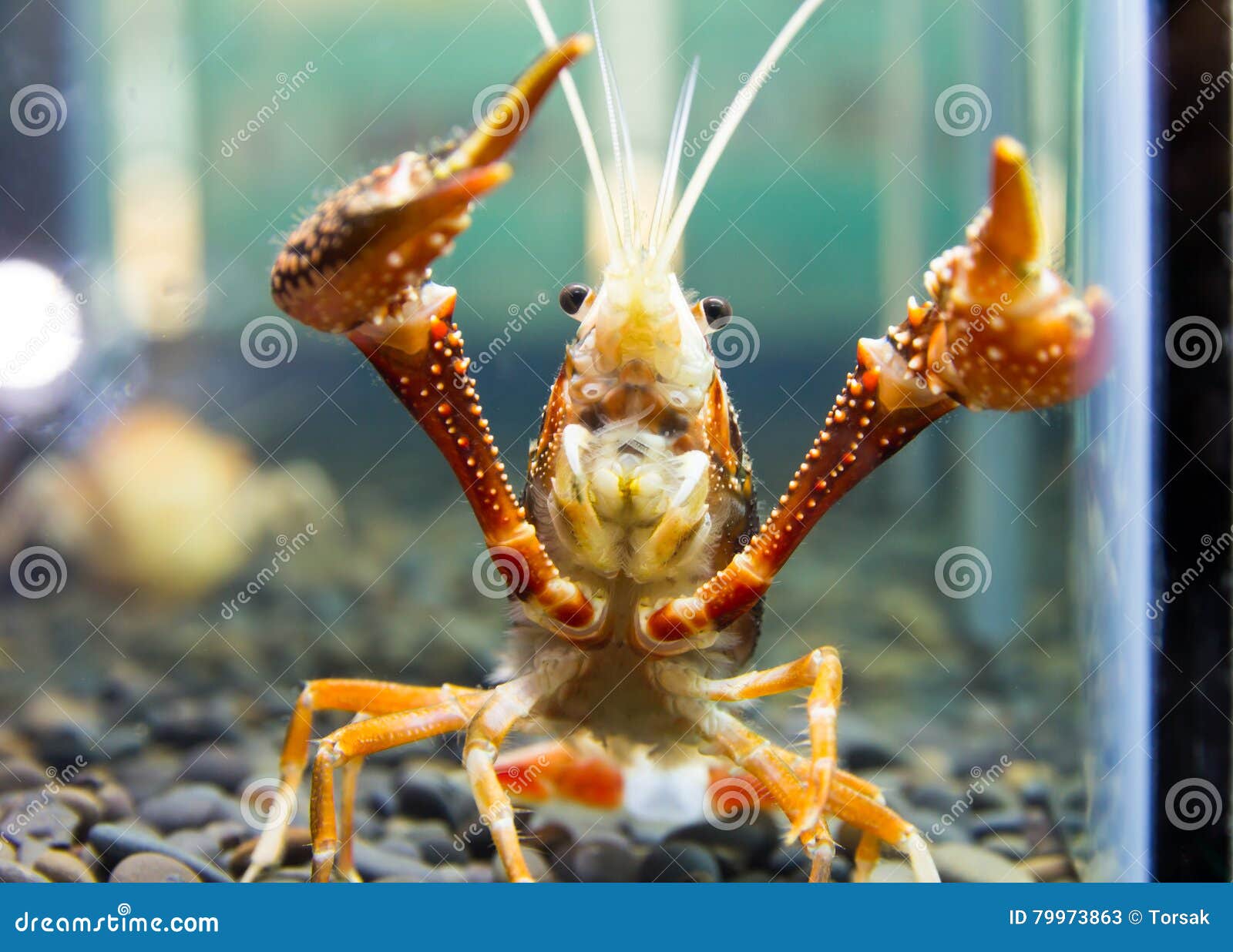 Crayfish stock image. Image of alive, zarigani, nature - 79973863