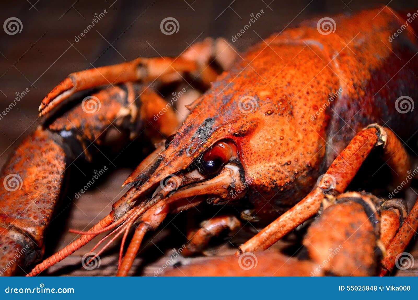 Crayfish stock photo. Image of blushing, land, waters - 55025848