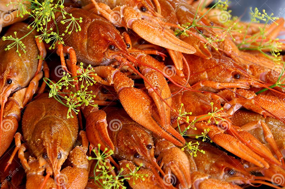 Crayfish cooked with dill stock image. Image of cooked - 18985463