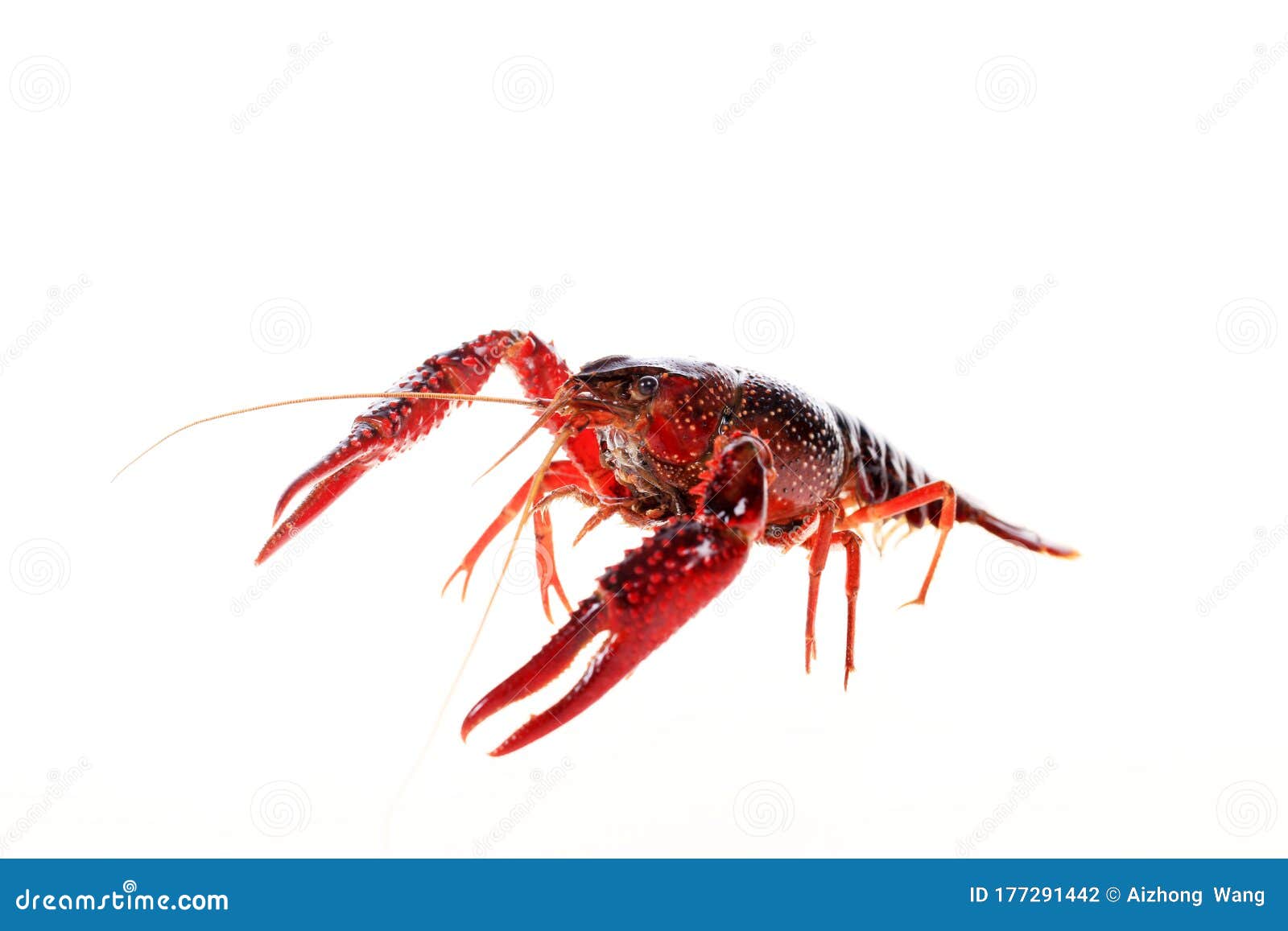 Crayfish stock photo. Image of lunch, invertebrate, background - 177291442