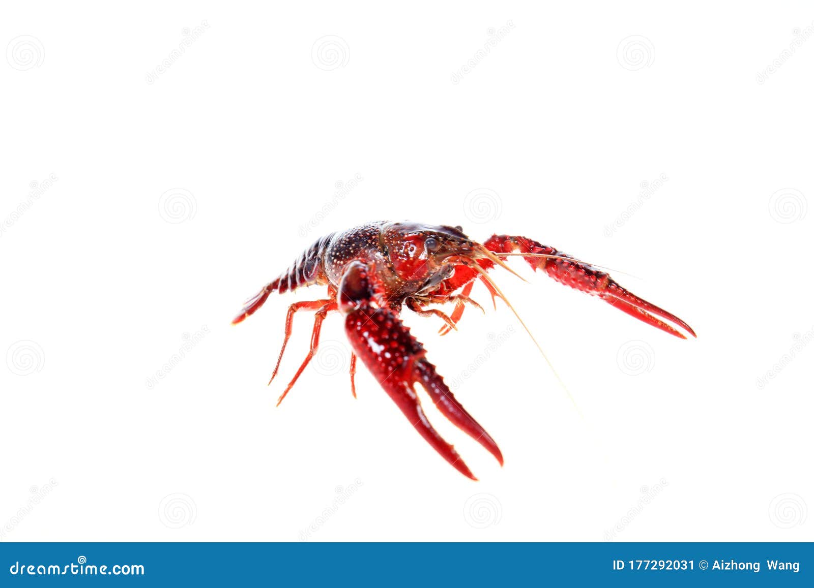 Crayfish stock image. Image of animal, cooked, closeup - 177292031