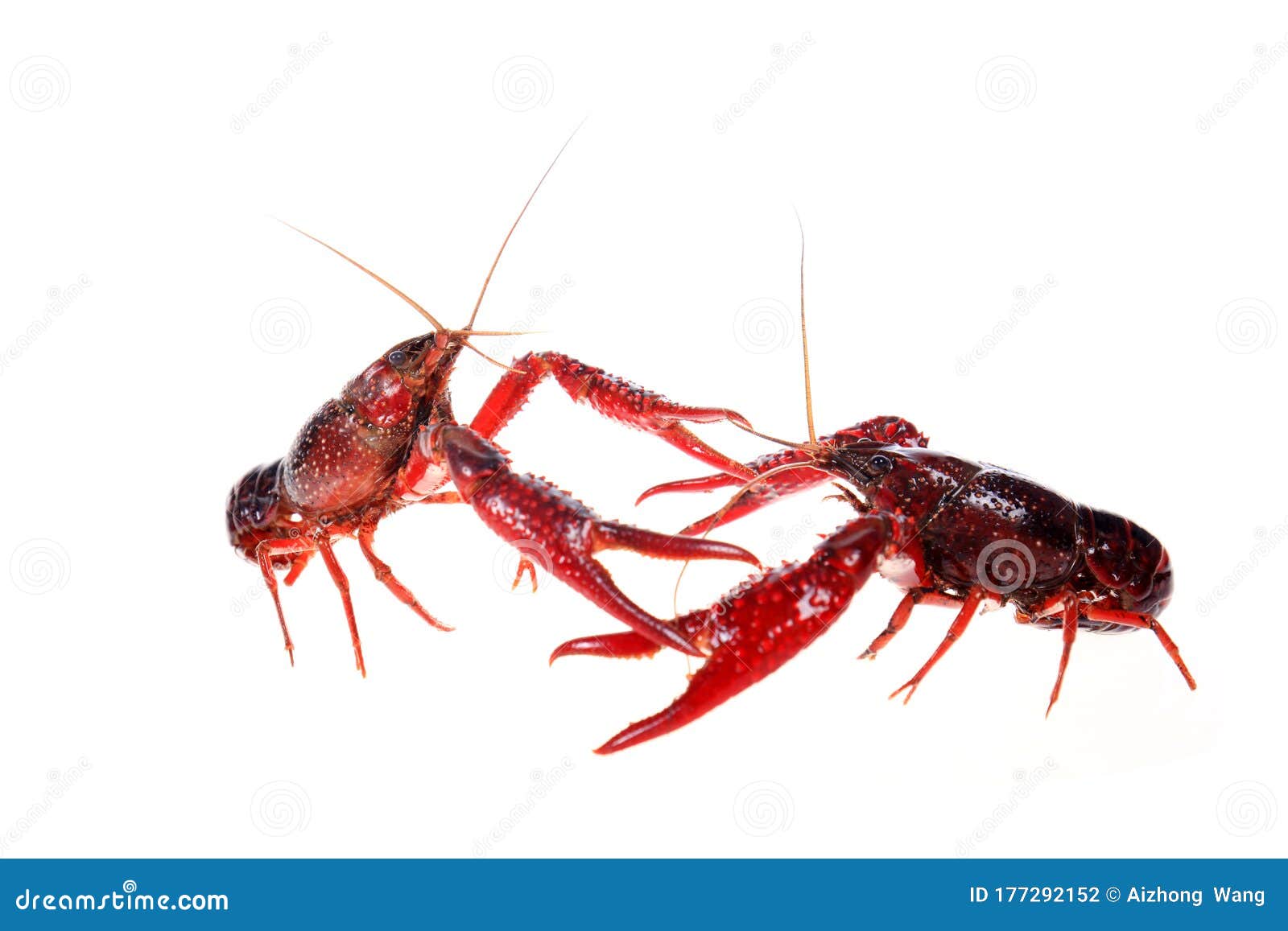 Crayfish stock photo. Image of isolated, cooked, gourmet - 177292152
