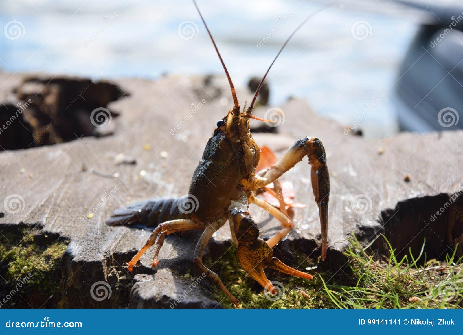 Crayfish stock image. Image of landscape, stump, beautiful - 99141141