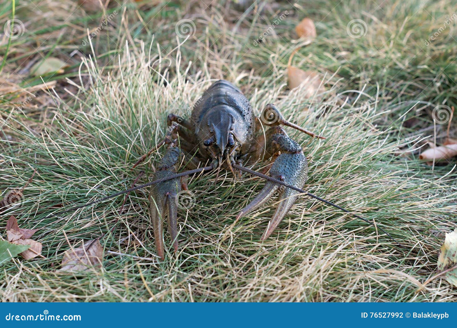 Crayfish stock photo. Image of fragility, endangered - 76527992
