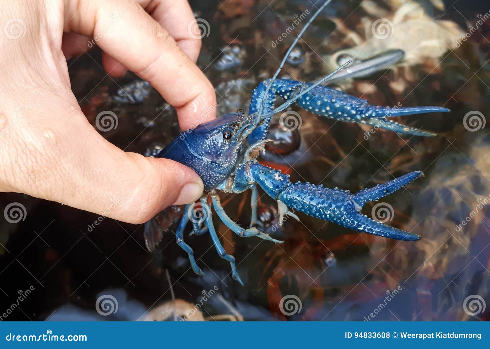 Crayfish farming stock photo. Image of lobster, australia - 94833608