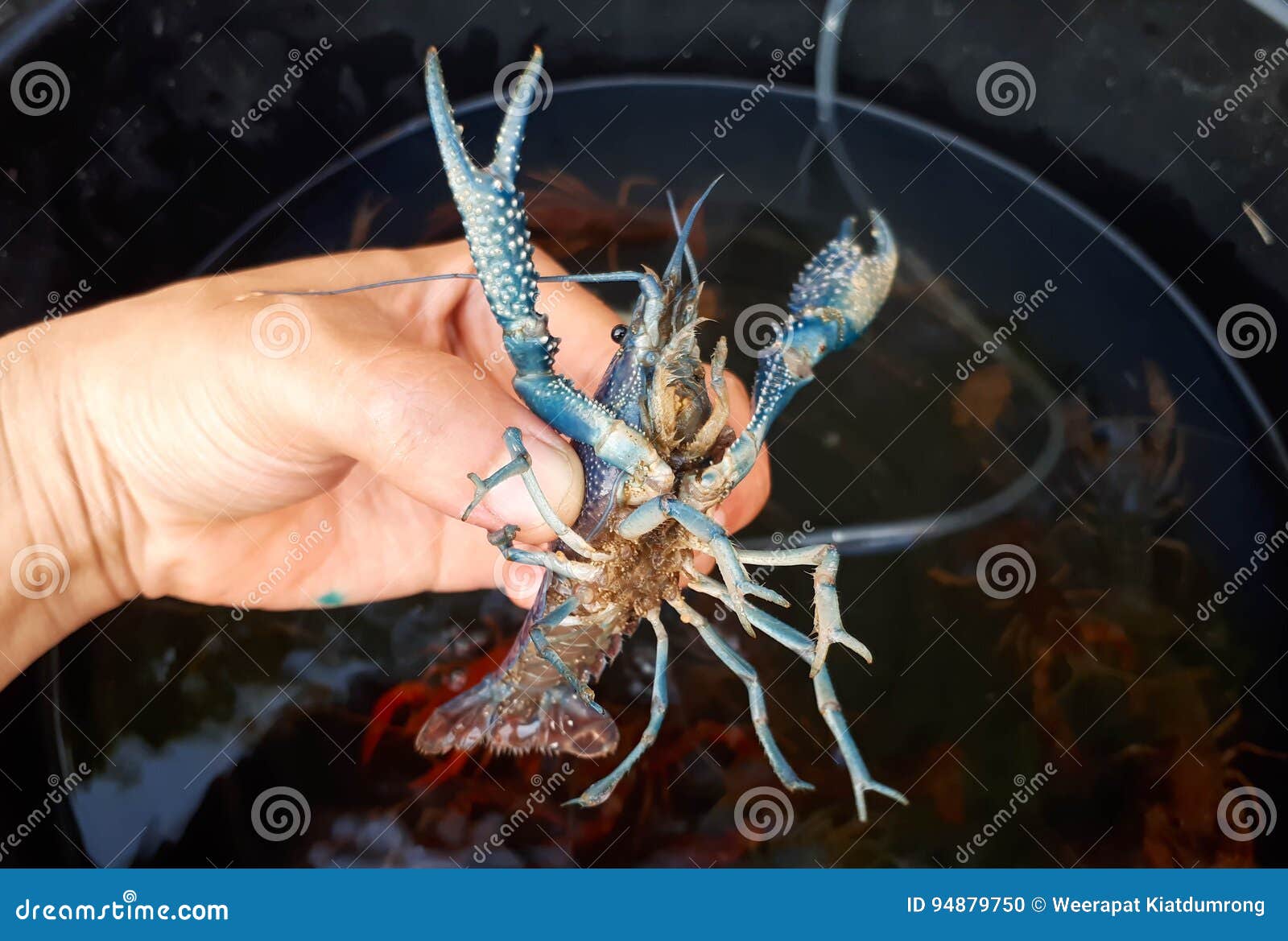 Crayfish farming stock photo. Image of catch, breeding - 94879750